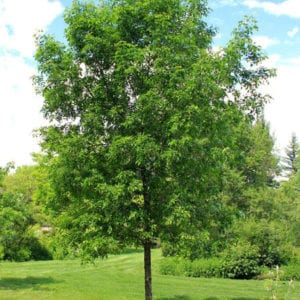 Deciduous Trees and Shrubs - Schumacher's Nursery & Berry Farm